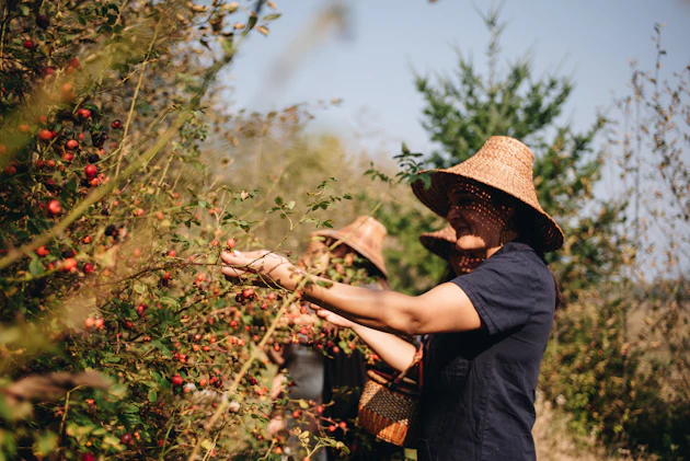 Research — Leigh Joseph (Styawat), Ethnobotanist