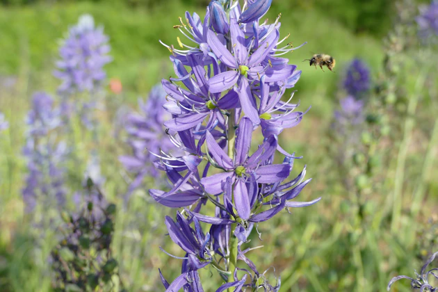 Publications — Leigh Joseph (Styawat), Ethnobotanist